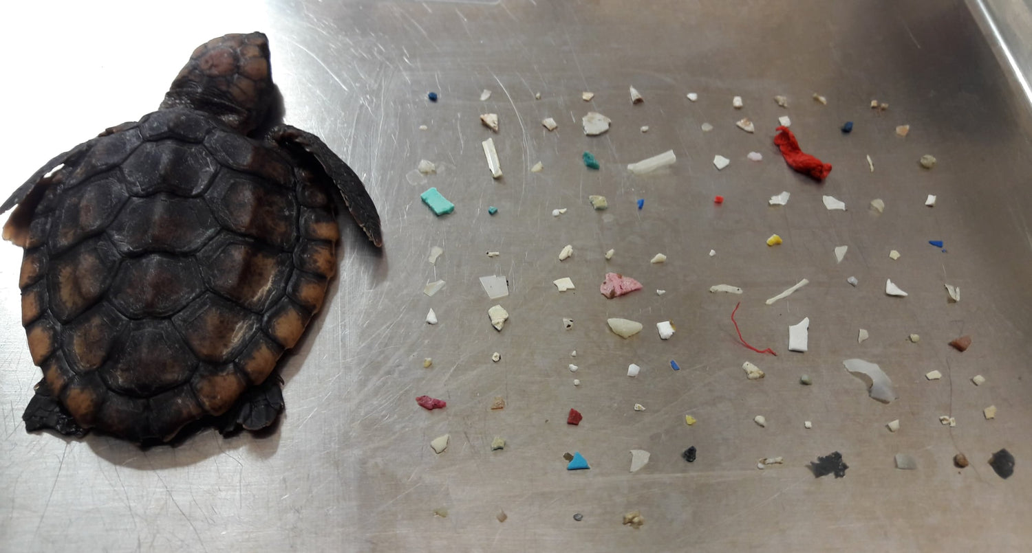 Baby Turtle Dies After Ingesting 104 Pieces of Plastic – Final.